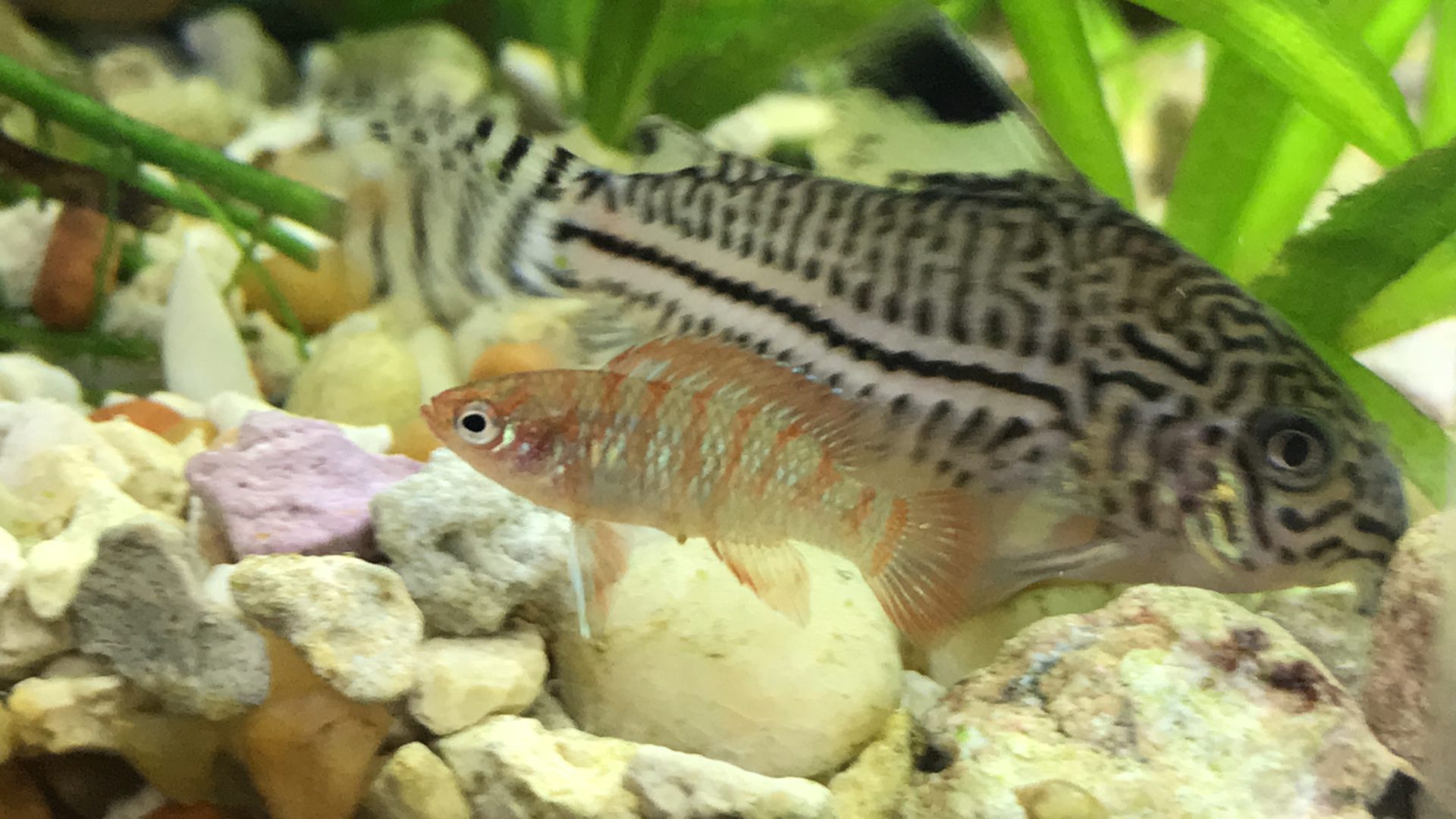 Feeding Picky Fish with Mysis Shrimp - Keeping Tropical Fish