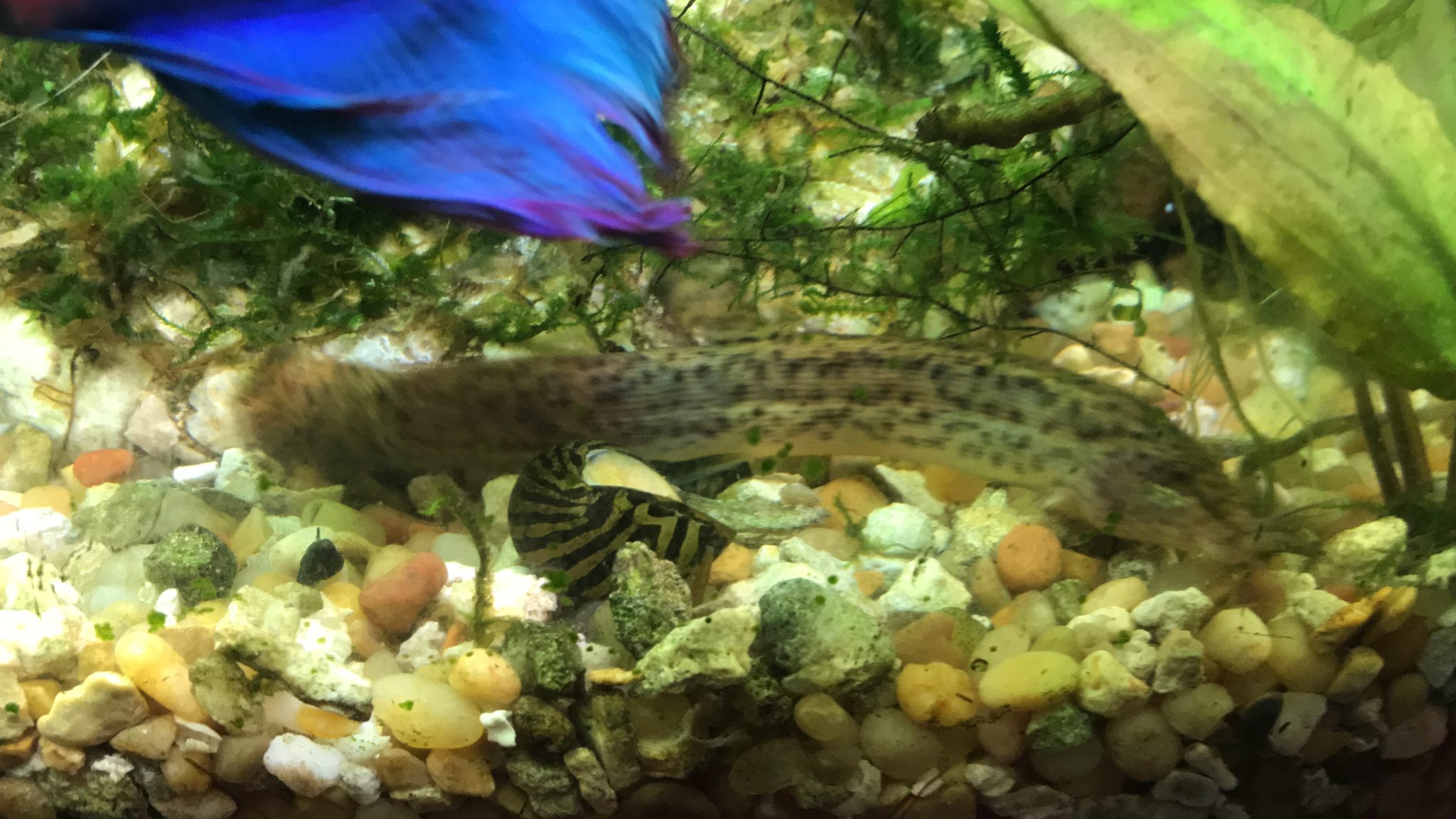 Weather Loach Care Guide - Keeping Tropical Fish