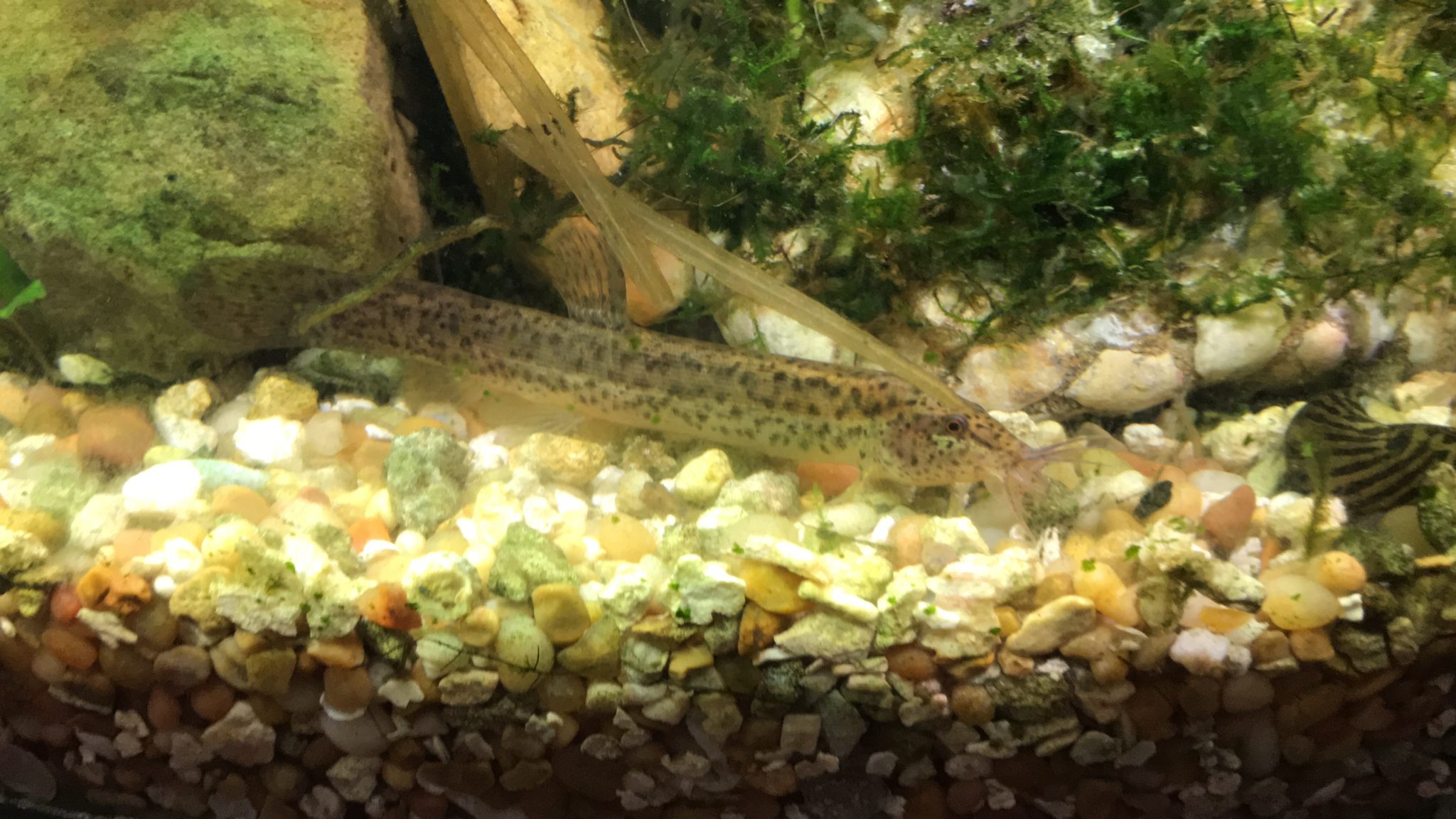 Weather Loach Care Guide - Keeping Tropical Fish