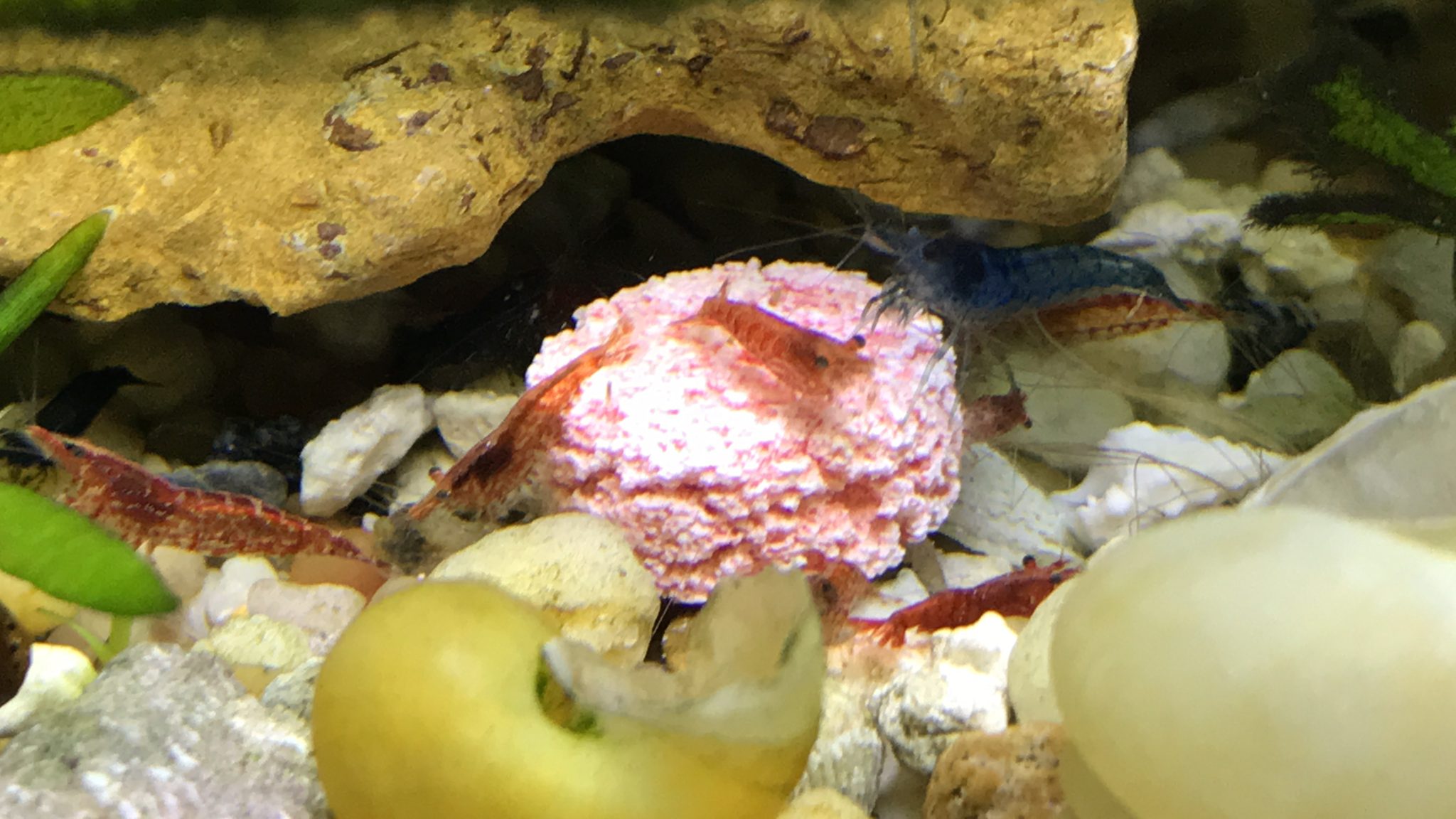 How to Care for Cherry Shrimp - Keeping Tropical Fish