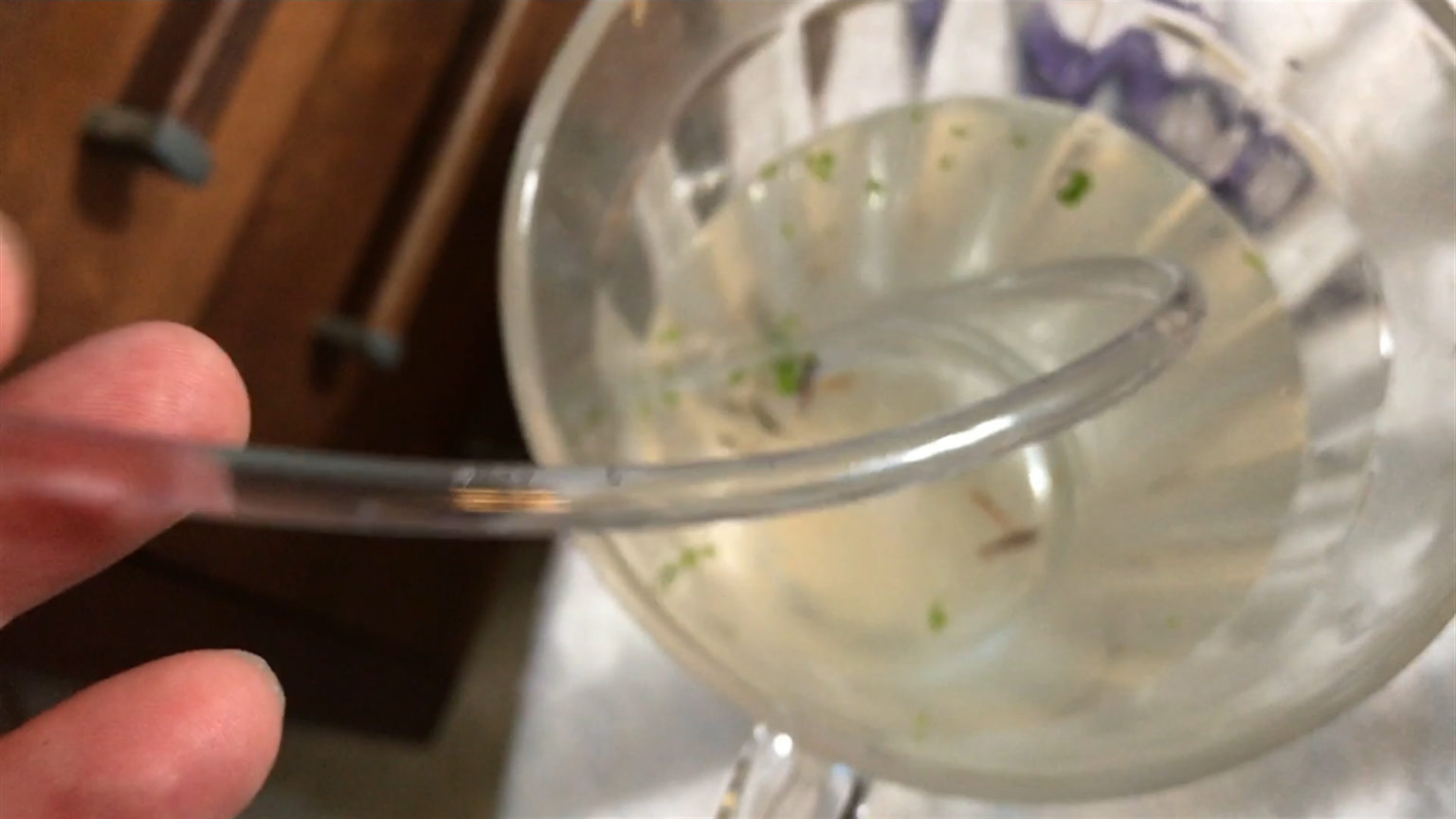 Cherry Shrimp Unboxing - How to Make a Drip Acclimation System ...