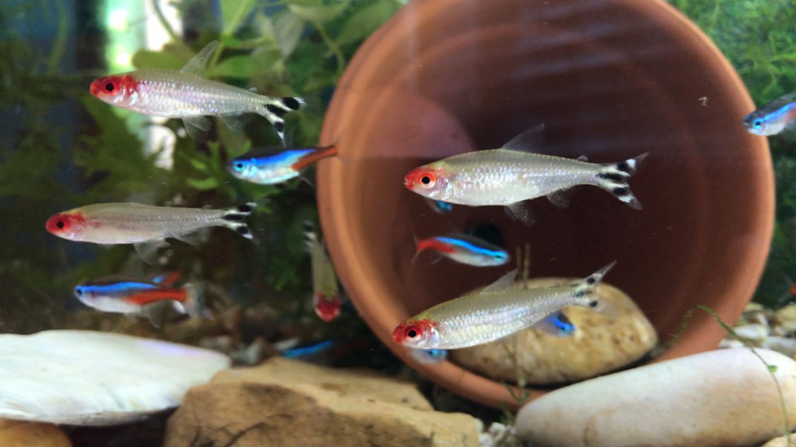 Rummy Nose Tetra Care Guide - Keeping Tropical Fish
