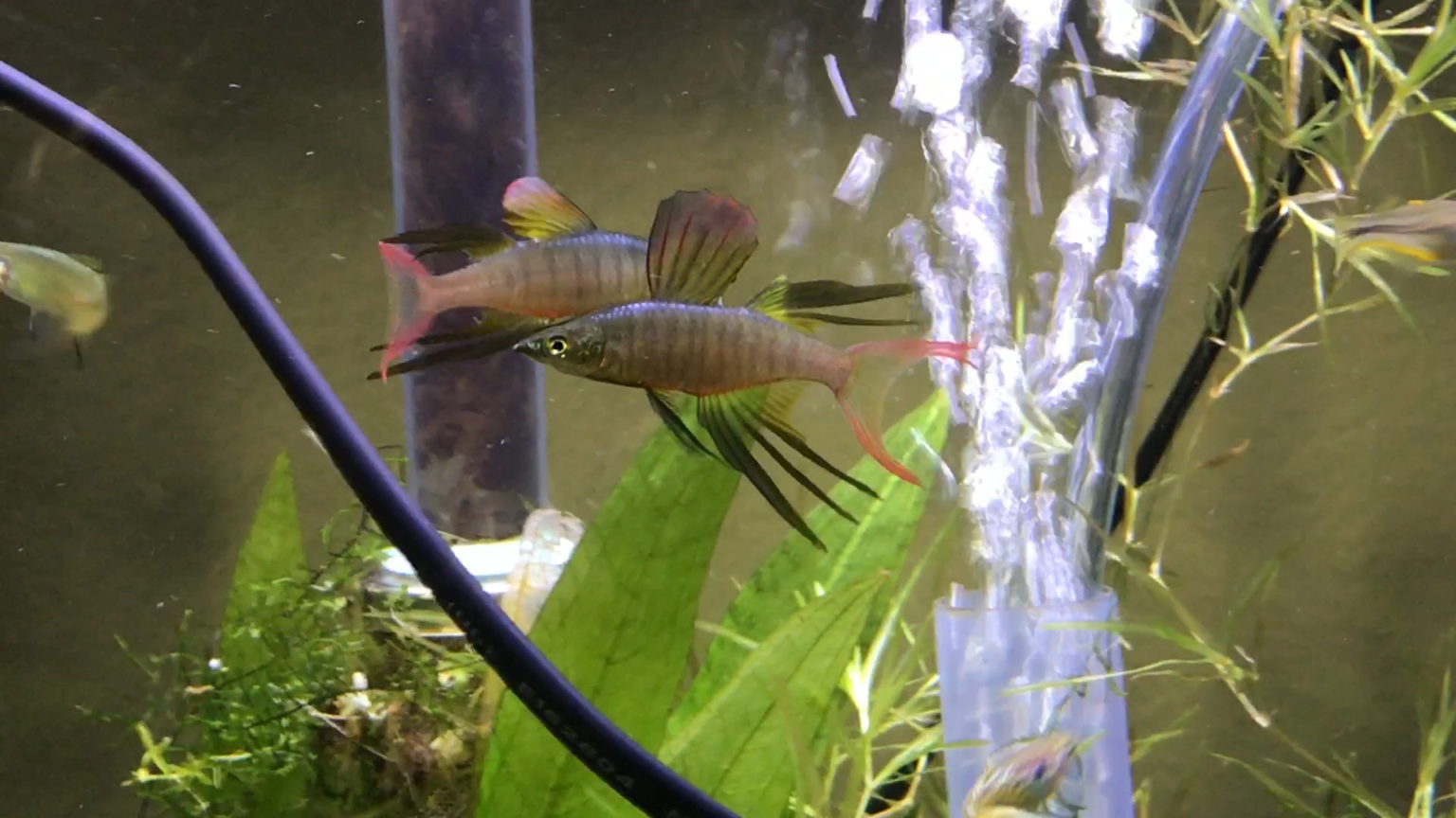 Threadfin Rainbowfish Care Guide - Keeping Tropical Fish
